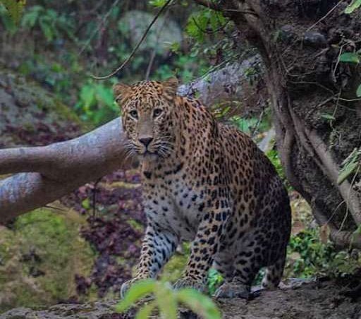 शिकारी राजीव सोलोमन ने हिंसक गुलदार को कर दिया ढेर - Report Ring